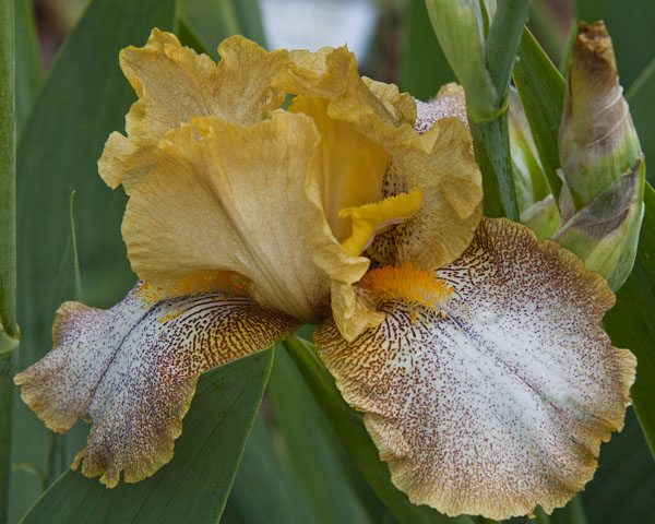 IRIS Color Patterns - The Joyful Garden