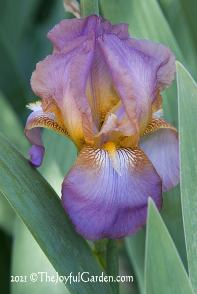 IRIS Color Patterns - The Joyful Garden