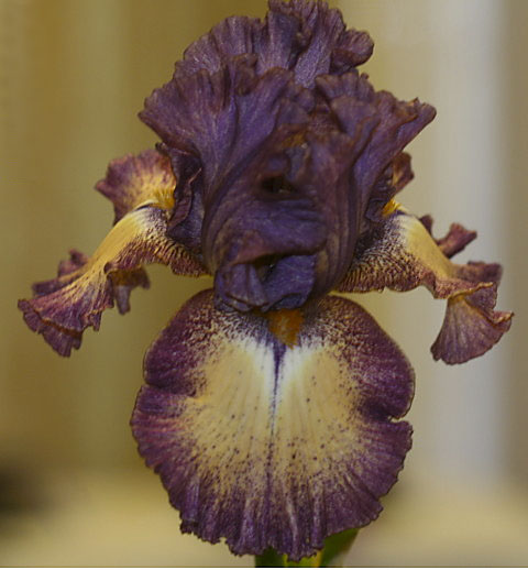 Prairie Plum Tall Bearded Iris - The Joyful Garden