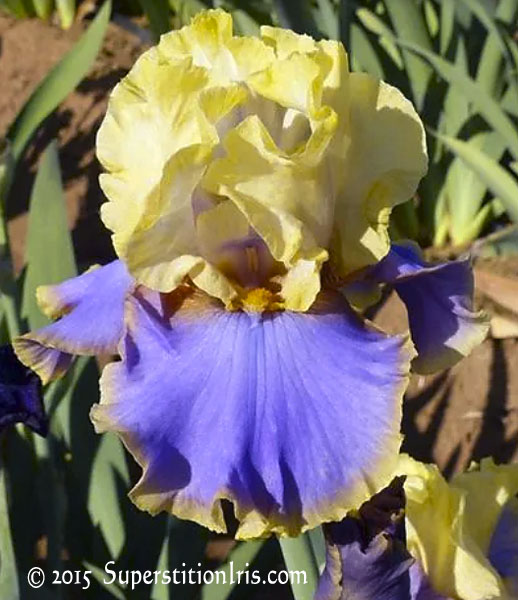 Waves of Joy Tall Bearded Iris - The Joyful Garden