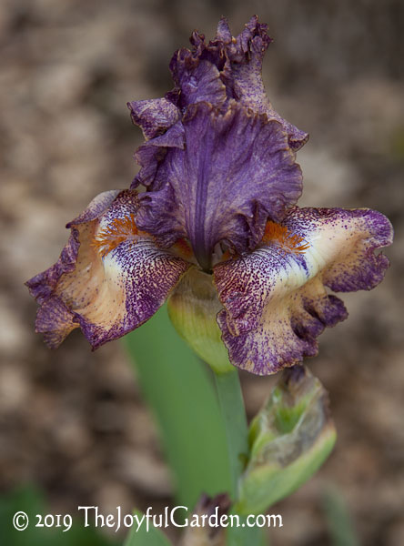 Prairie Plum Tall Bearded Iris - The Joyful Garden