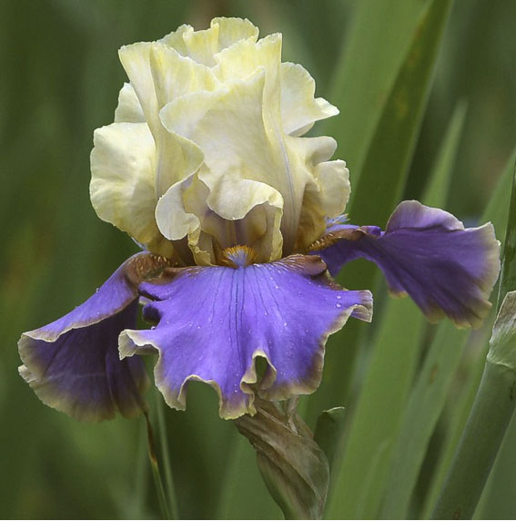 Waves of Joy Tall Bearded Iris - The Joyful Garden