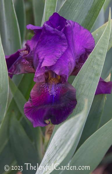 Dorothy Cook Clinefelter Historic Tall Bearded Iris - The Joyful Garden