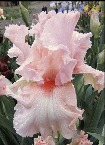 Sarah Rose Tall Bearded Iris - The Joyful Garden