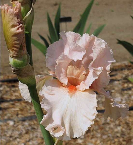 Sarah Rose Tall Bearded Iris - The Joyful Garden