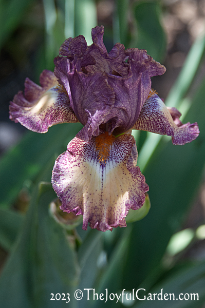 Prairie Plum Tall Bearded Iris - The Joyful Garden