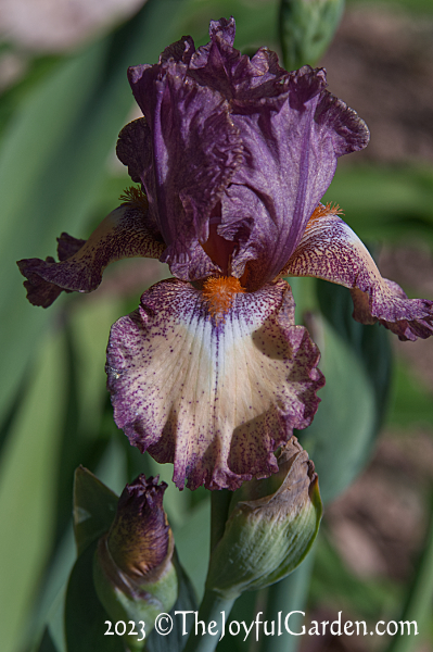 Prairie Plum Tall Bearded Iris - The Joyful Garden